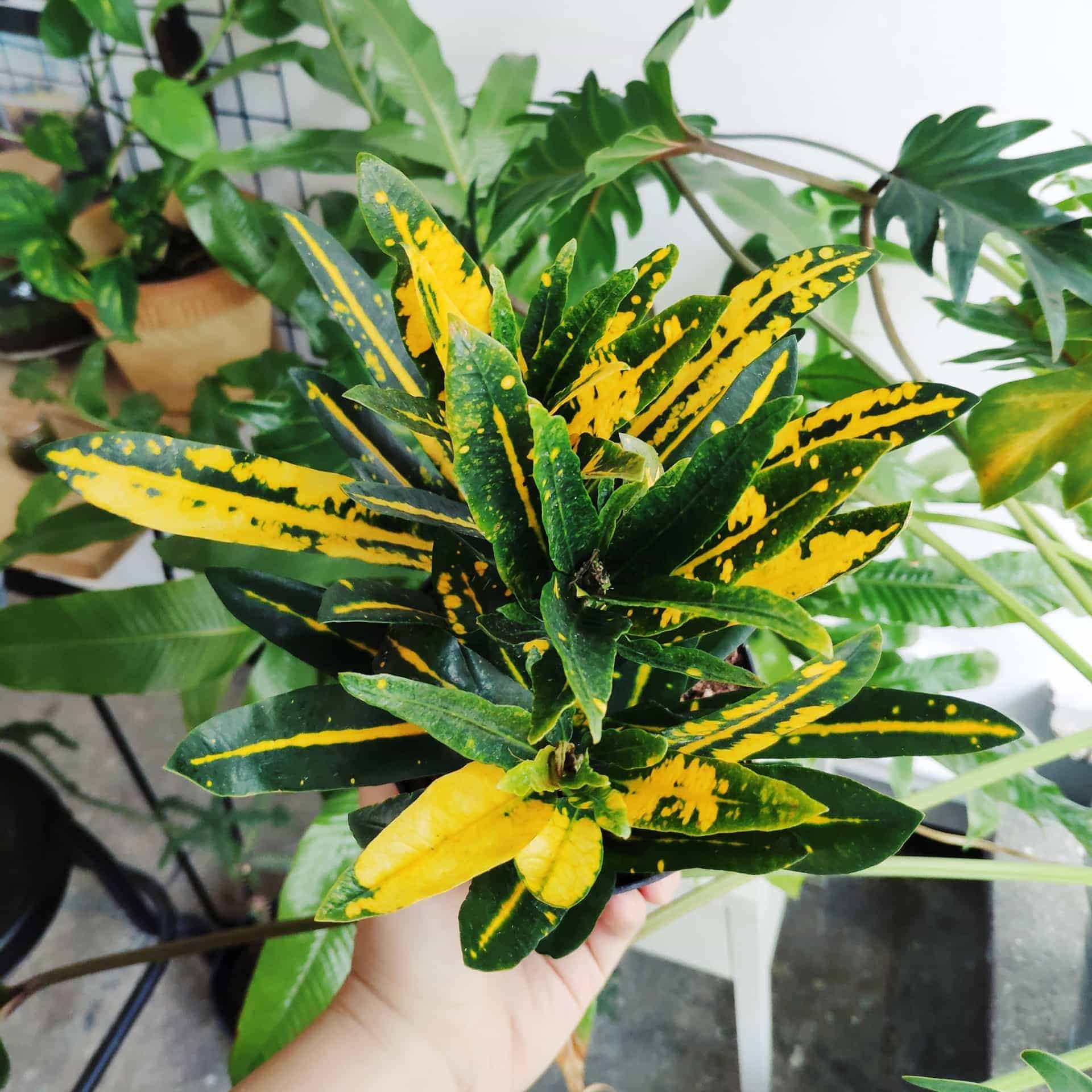 Kroton 'Sunny Star' (Codiaeum sp.) | Las w słoiku - sklep (rośliny ...