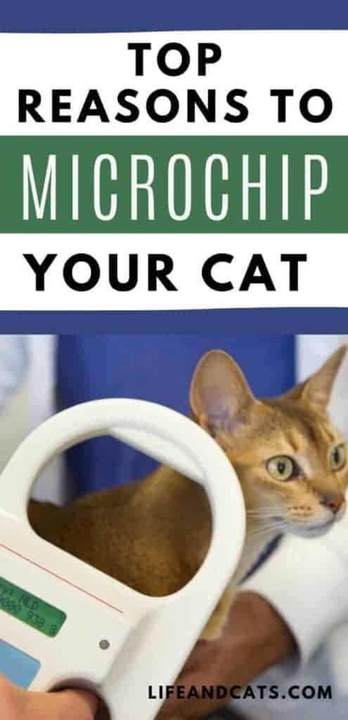 Does My Cat Need a Microchip? - Life & Cats
