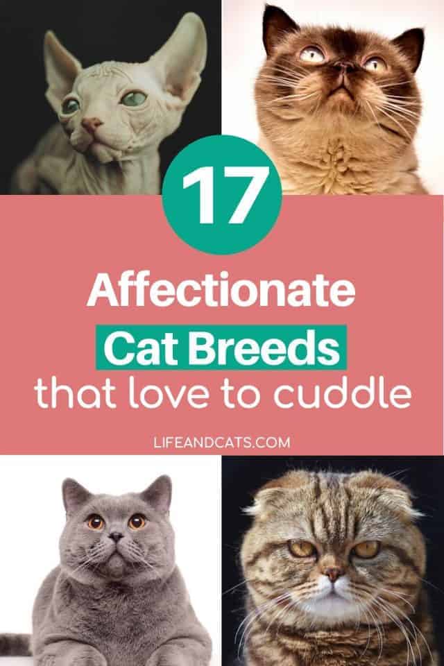 The Sweetest Cats: 17 Affectionate Breeds - Life & Cats