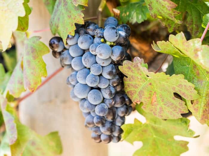 The Story of Pinotage, South Africa's Signature Grape • Winetraveler
