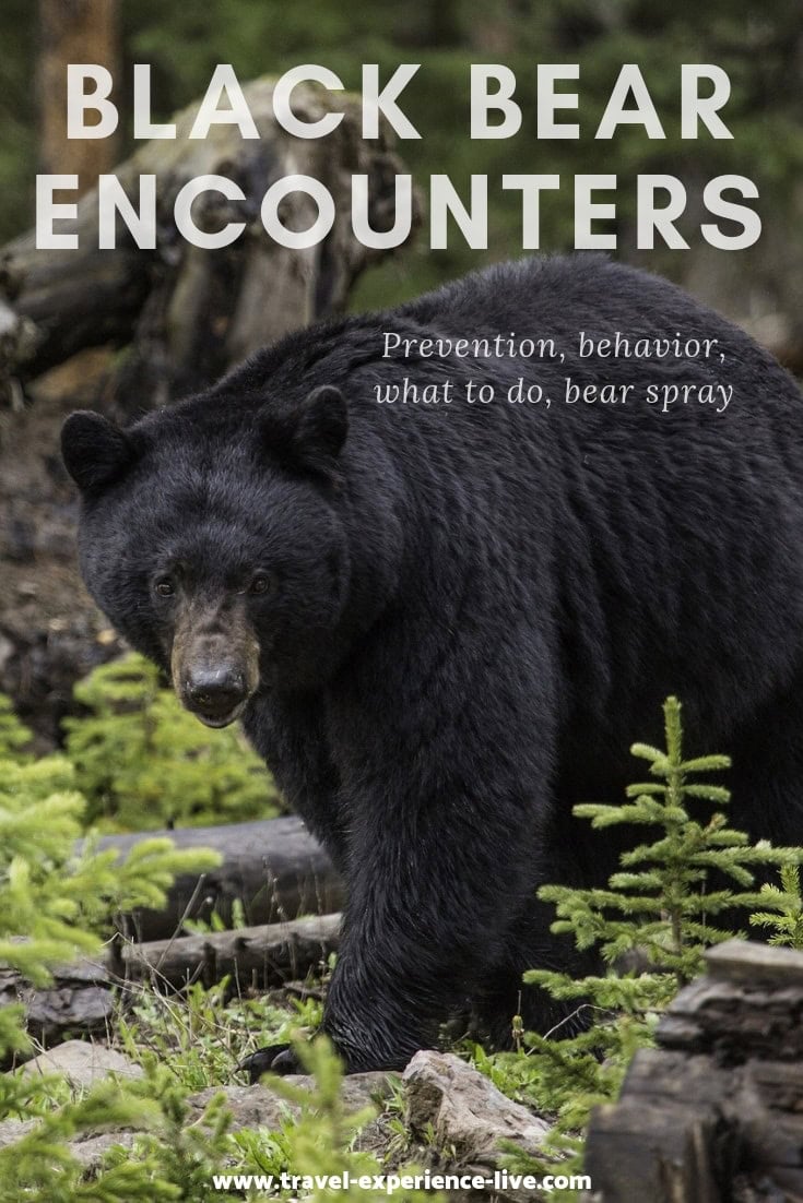 Black Bear Encounter: Prevention & What to Do - The National Parks ...