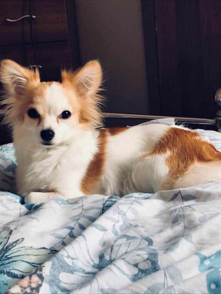 Pet Owner's Guide to the Chion