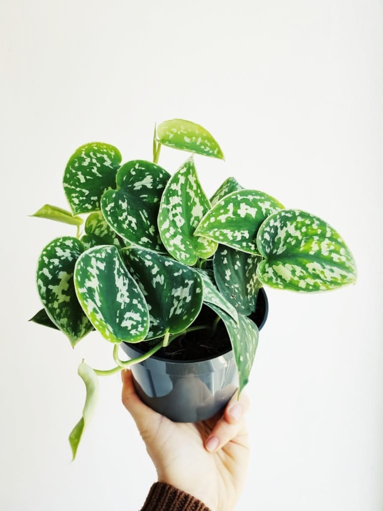 Scindapsus pstry (Scindapsus pictus) | Zielony Słoik -rośliny i inne ...