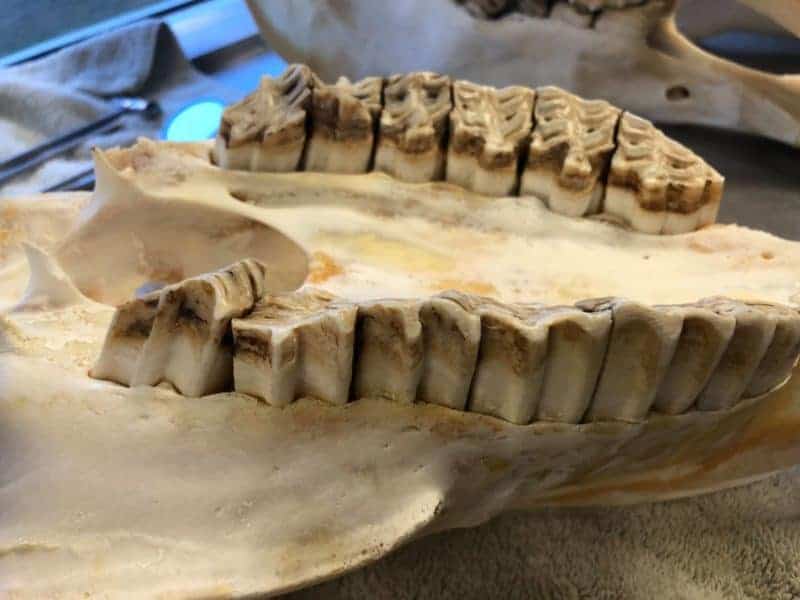 Dental caries in horses - how to prevent holes in teeth | Your Vet Online