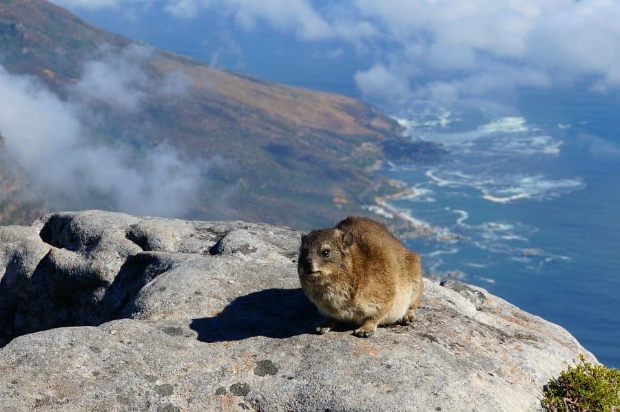What is a Dassie?