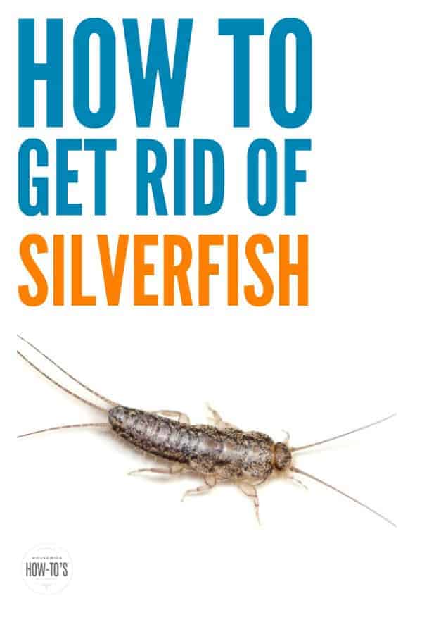 How to Get Rid of Silverfish Naturally and Keep Them Away for Good
