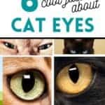 Through a Cat's Eye: How Cats See the World - Life & Cats