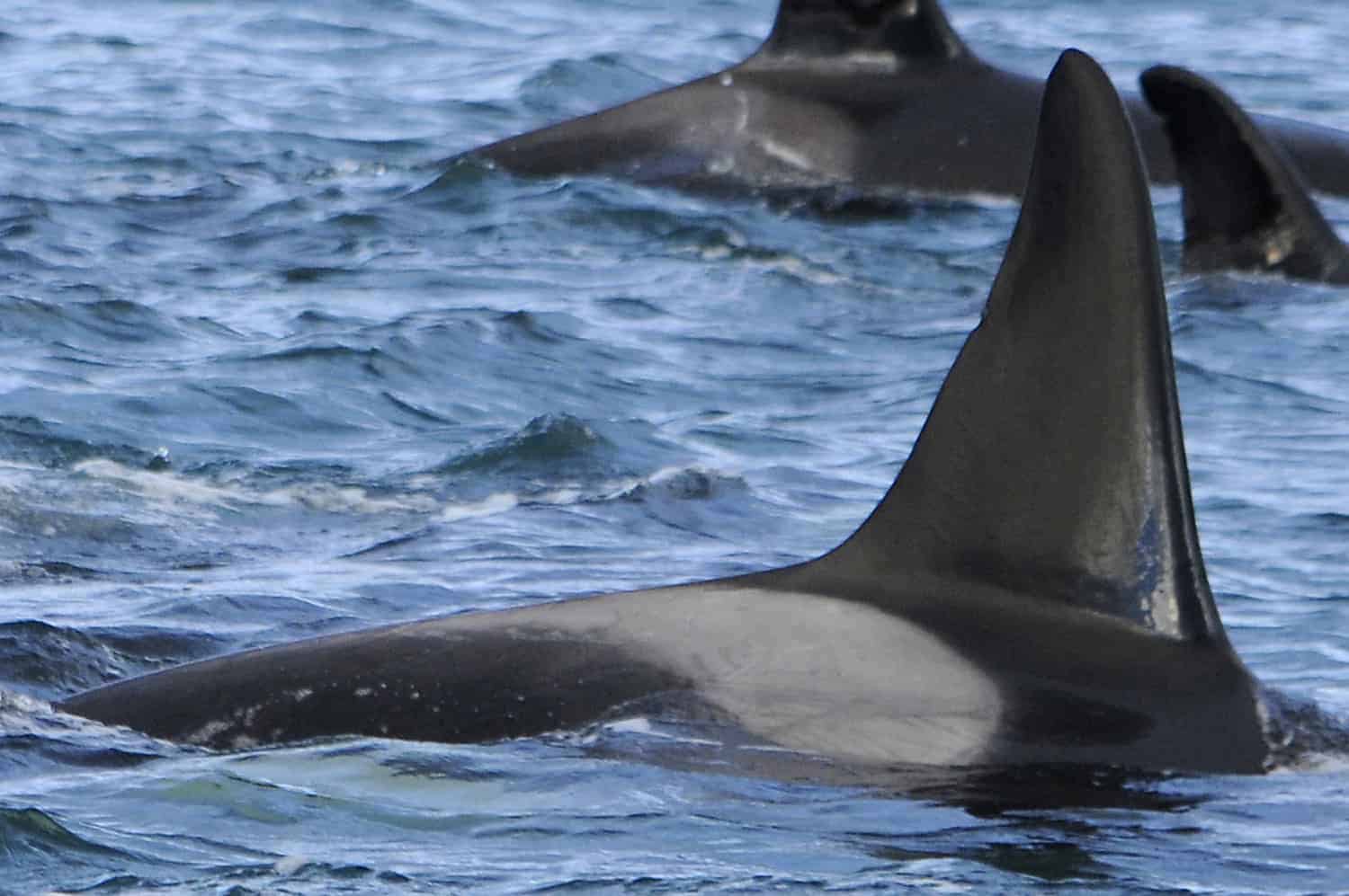 Blog – Orca Guardians Iceland