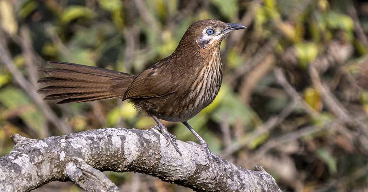 Spiny Babbler Tour | Kande Bhyakur Tour Package in Nepal