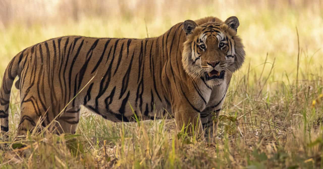 Wildlife Photography Nepal Tour | Bengal Tiger Photography Tours in Nepal