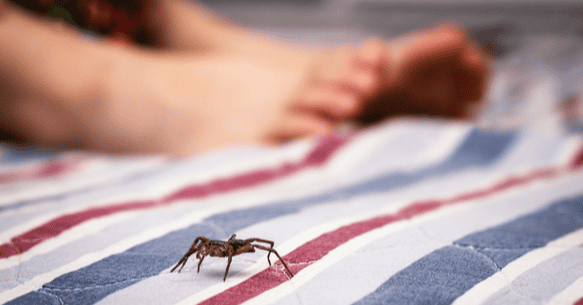 Do Spiders Crawl On Me When I Sleep? - Eco Max