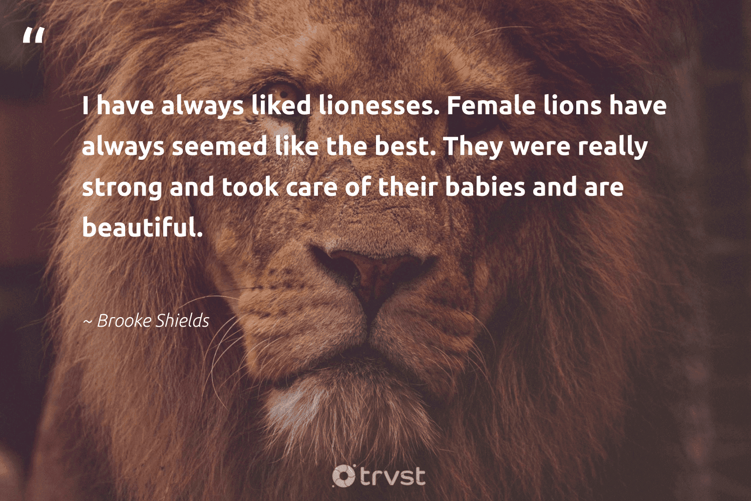 29 Lion Quotes and Inspirational Sayings About the King of the Jungle