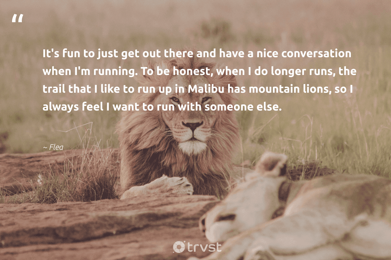 29 Lion Quotes and Inspirational Sayings About the King of the Jungle