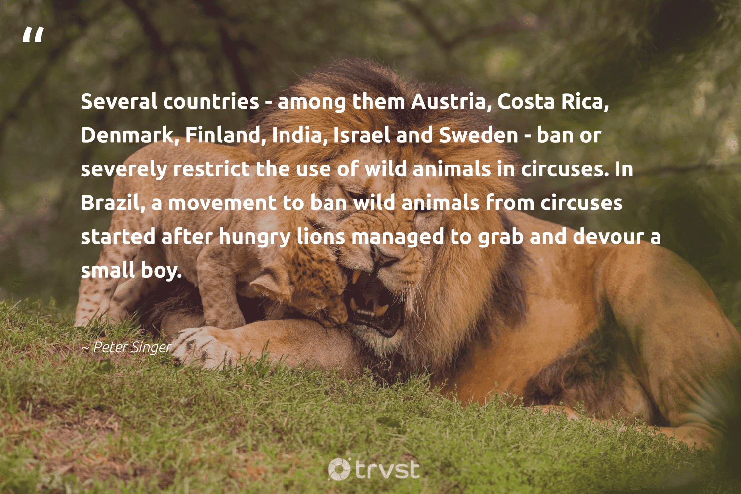World Lion Day Quotes