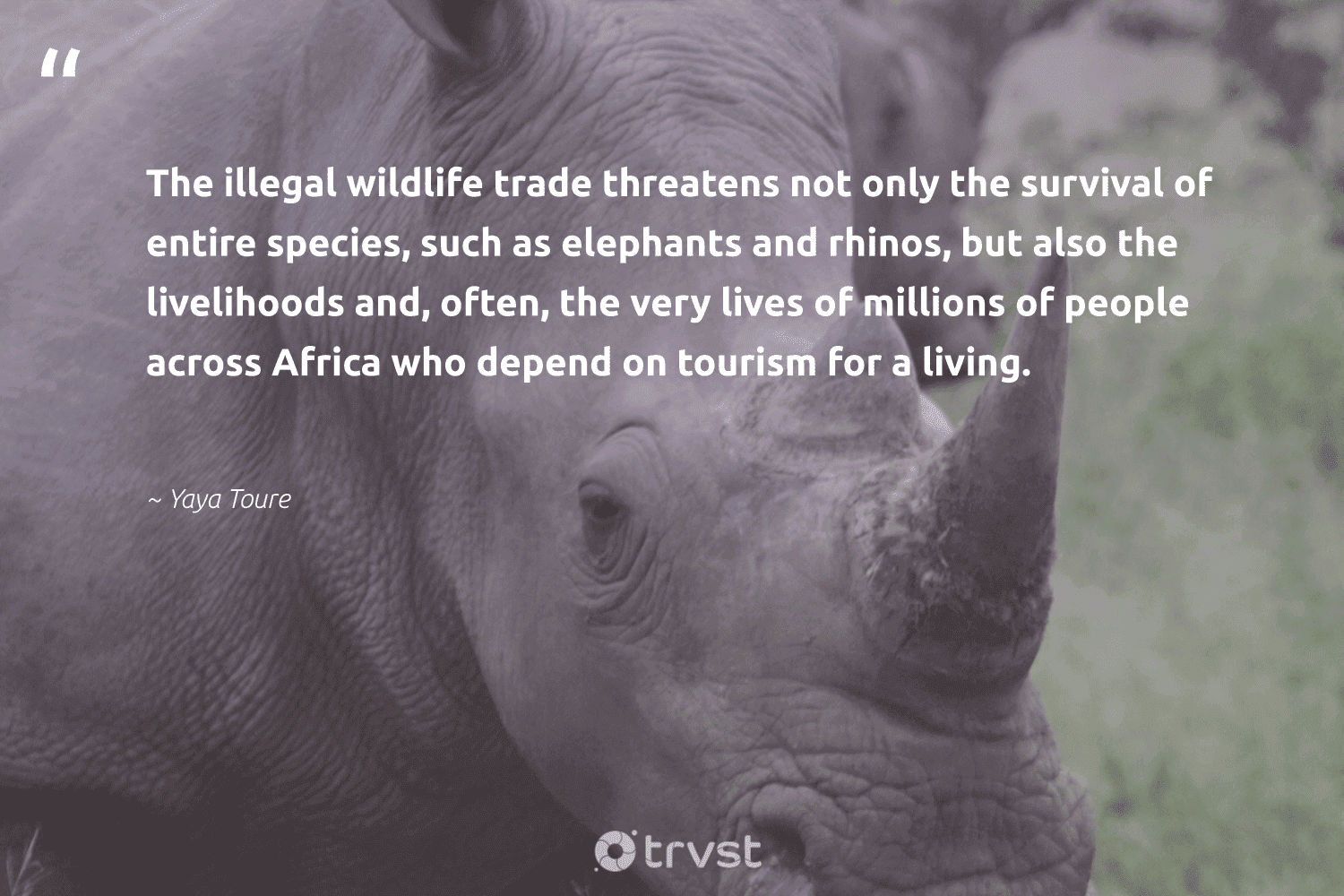 12 Rhino Quotes & Famous Sayings About Rhinoceros