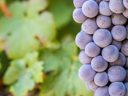 Pinotage Grape Variety & Wine Profile: Taste & Food Pairings • Winetraveler