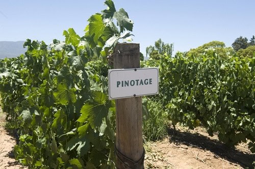 Pinotage Grape Variety & Wine Profile: Taste & Food Pairings • Winetraveler