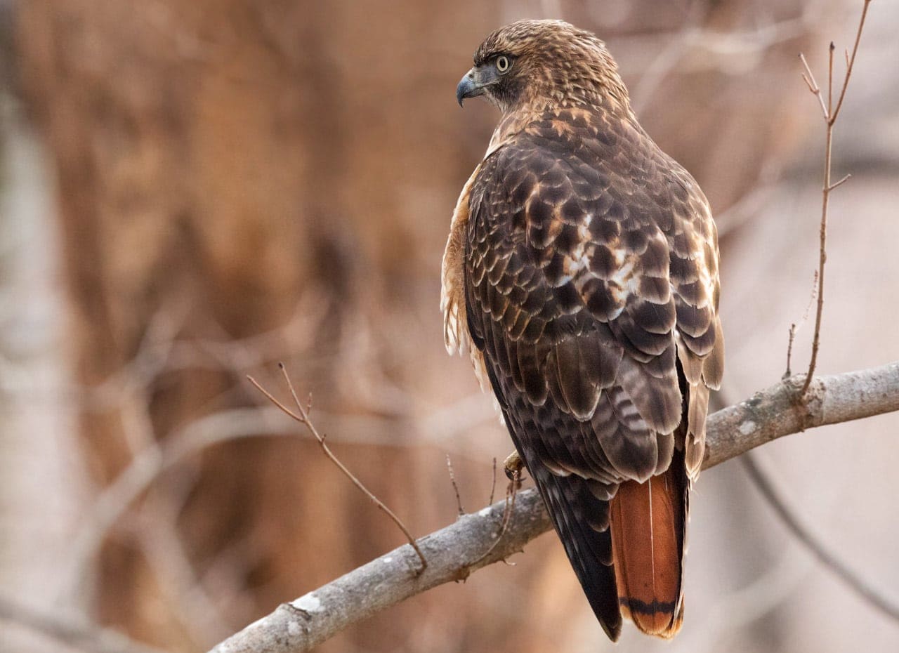 Shenandoah National Park Wildlife Viewing | The National Parks Experience