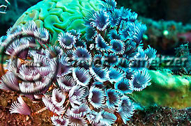 Creatures of the Coral Reef » Steven W Smeltzer Blog