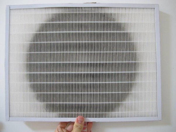 The Best Trees for Improving Air Quality – Smart Air