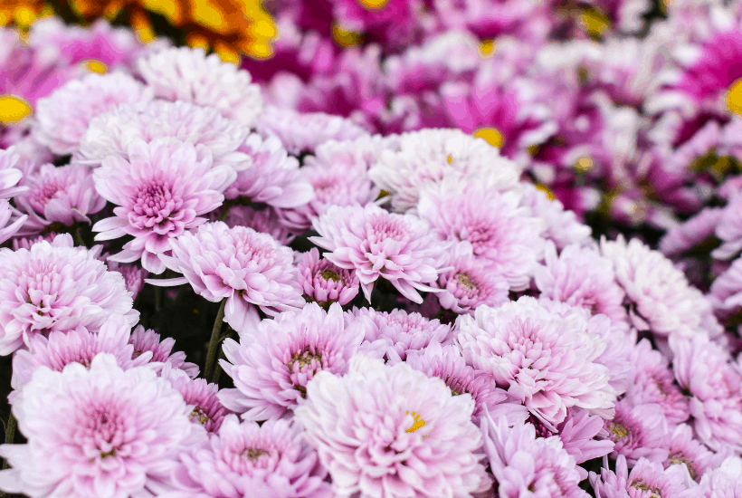 Six Fantastic Fall Flowers To Plant In Your Garden