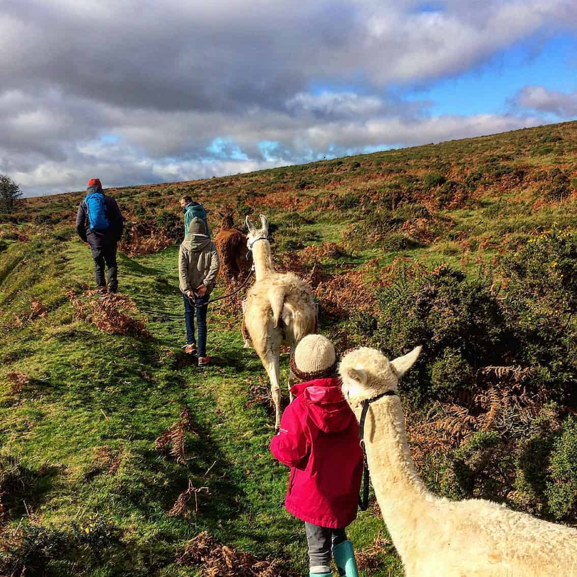 Llama Walking in Devon (with Dartmoor Llama Walks) - The Family Freestylers