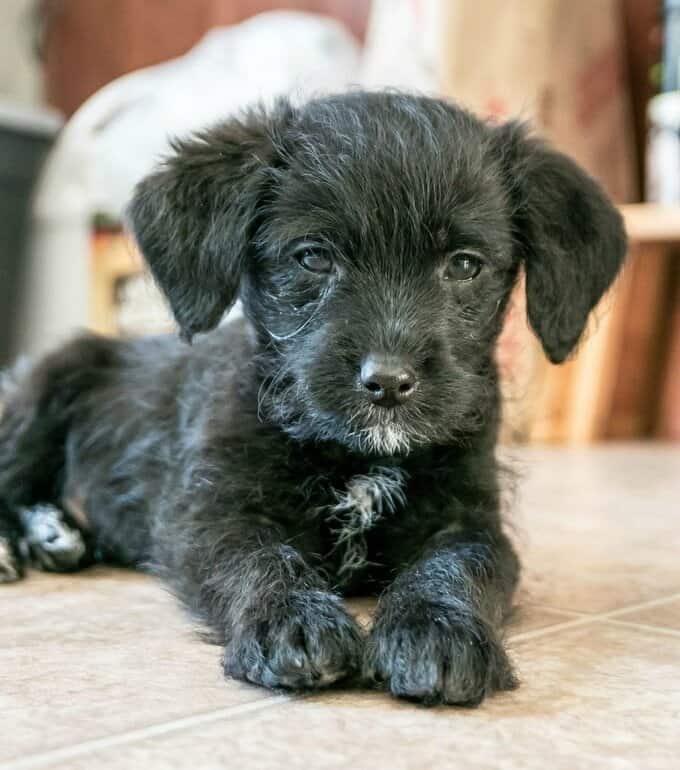 Pinny Poo: The Adorable, Loyal, And Loving Doggy