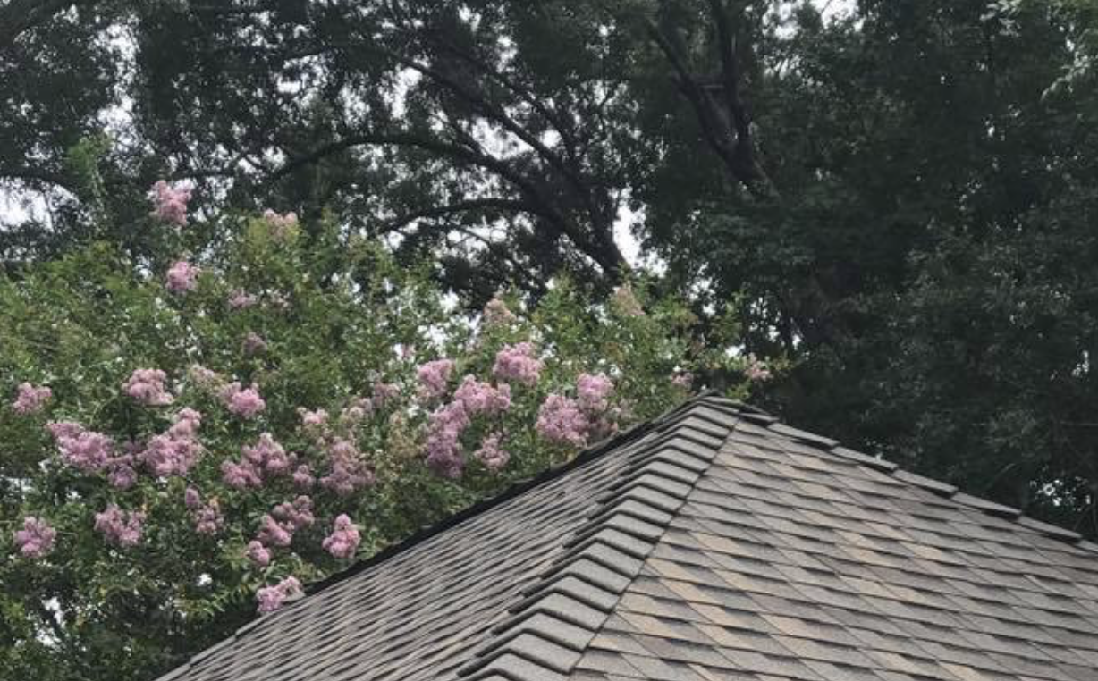 ATLAS PRO-CUT HIP & RIDGE MAJESTIC SHAKE 31' LF/BLD ATPCHRMS | Atlas ...