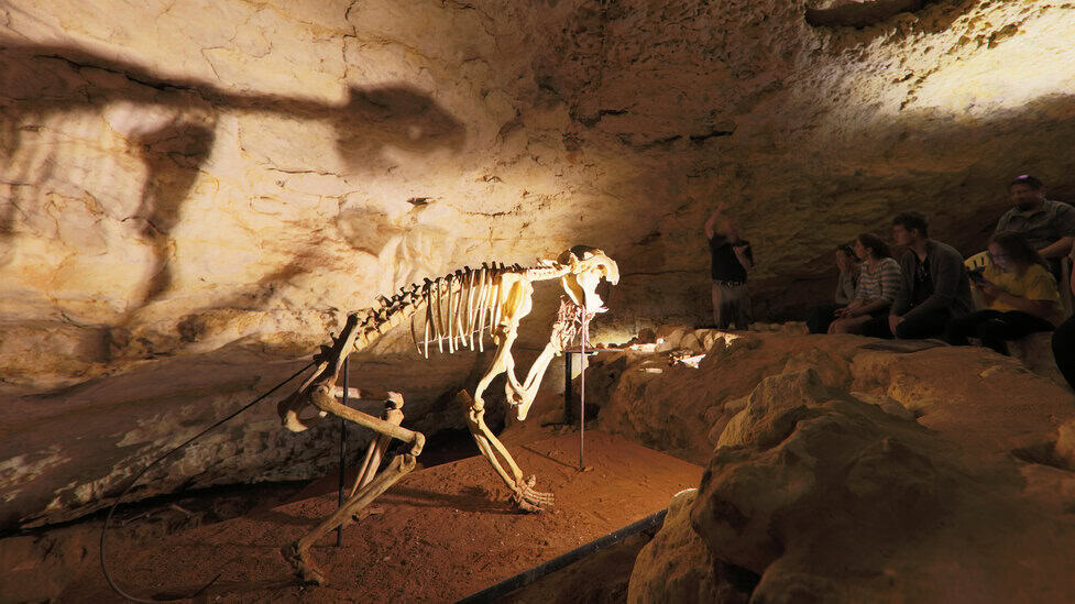 Procoptodon Skeleton