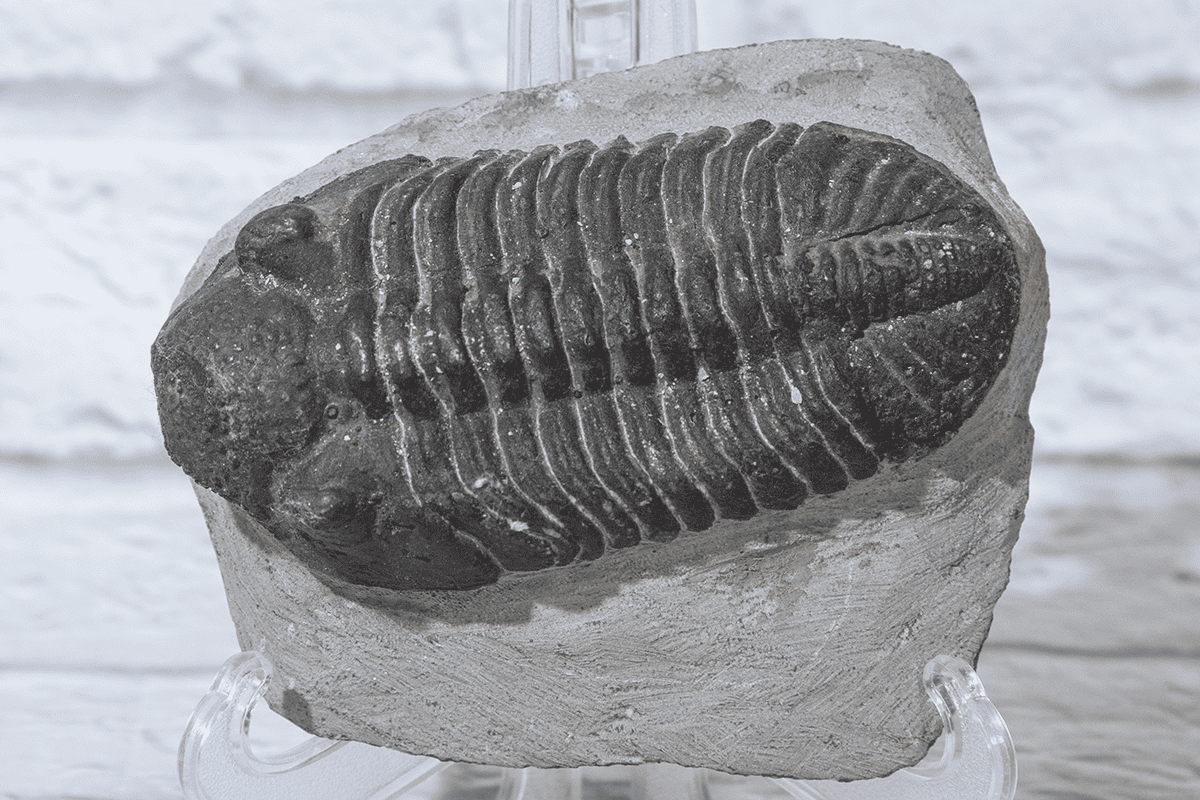 Trilobite on Matrix Large | Cold River Mining