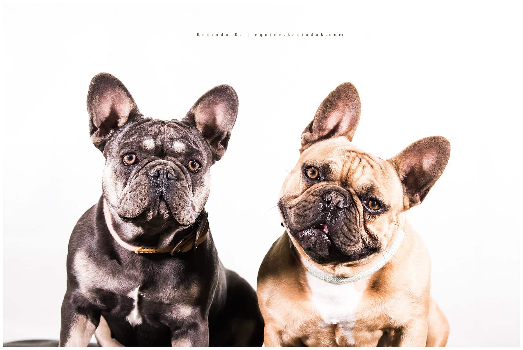 Yogi the French Bulldog | Frenchie Portraits | Brooke Miller Equestrian ...