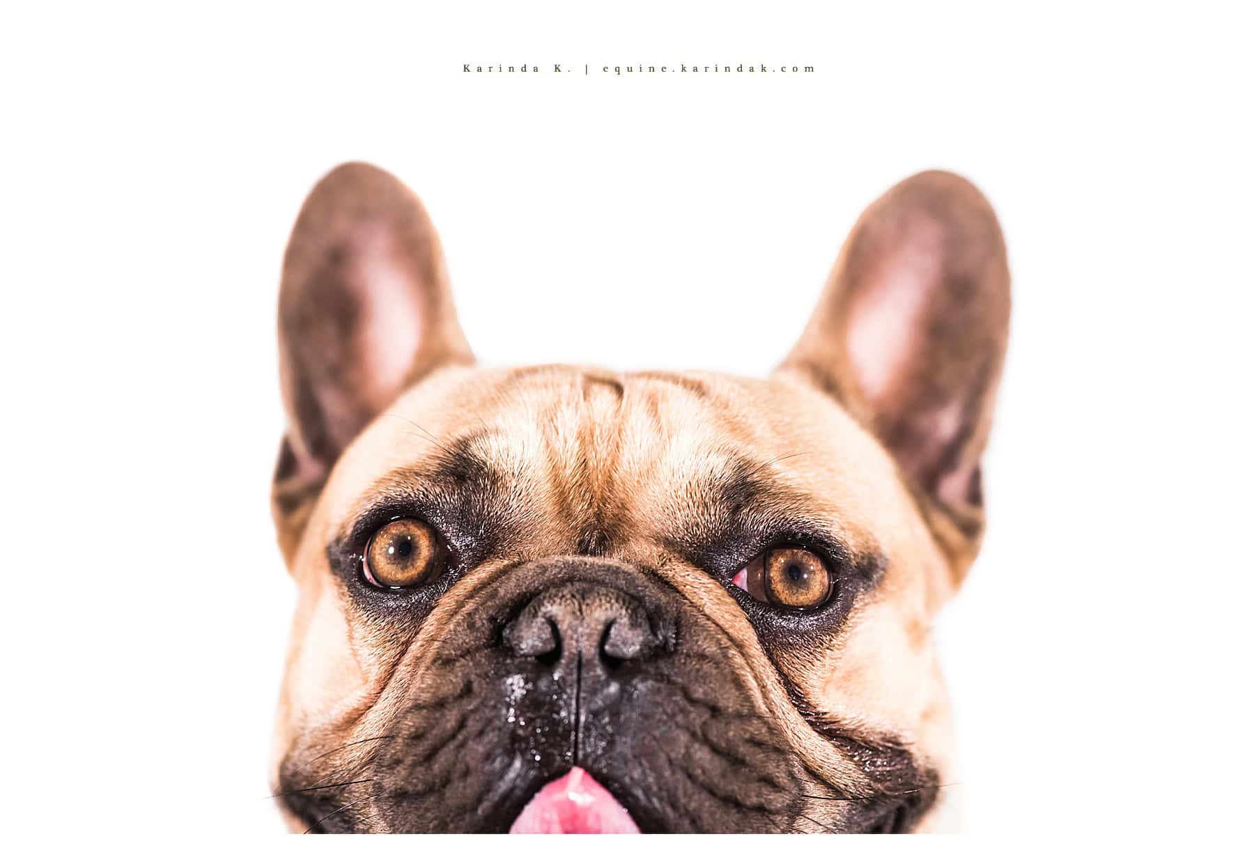 Yogi the French Bulldog | Frenchie Portraits | Brooke Miller Equestrian ...