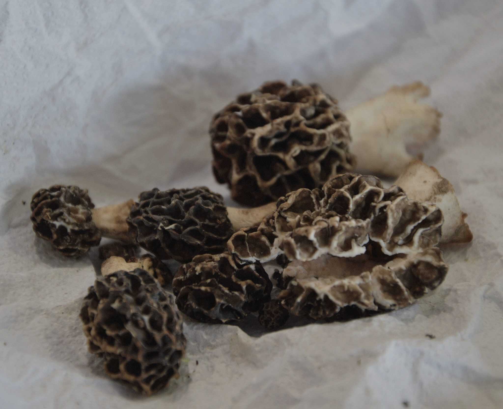 Les premières morilles ! - Ballad et vous