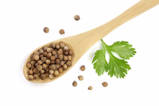coriander leaf