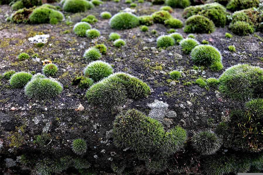 Cleaning Rendered Walls, Stone & Brickwork | Cornish Lime