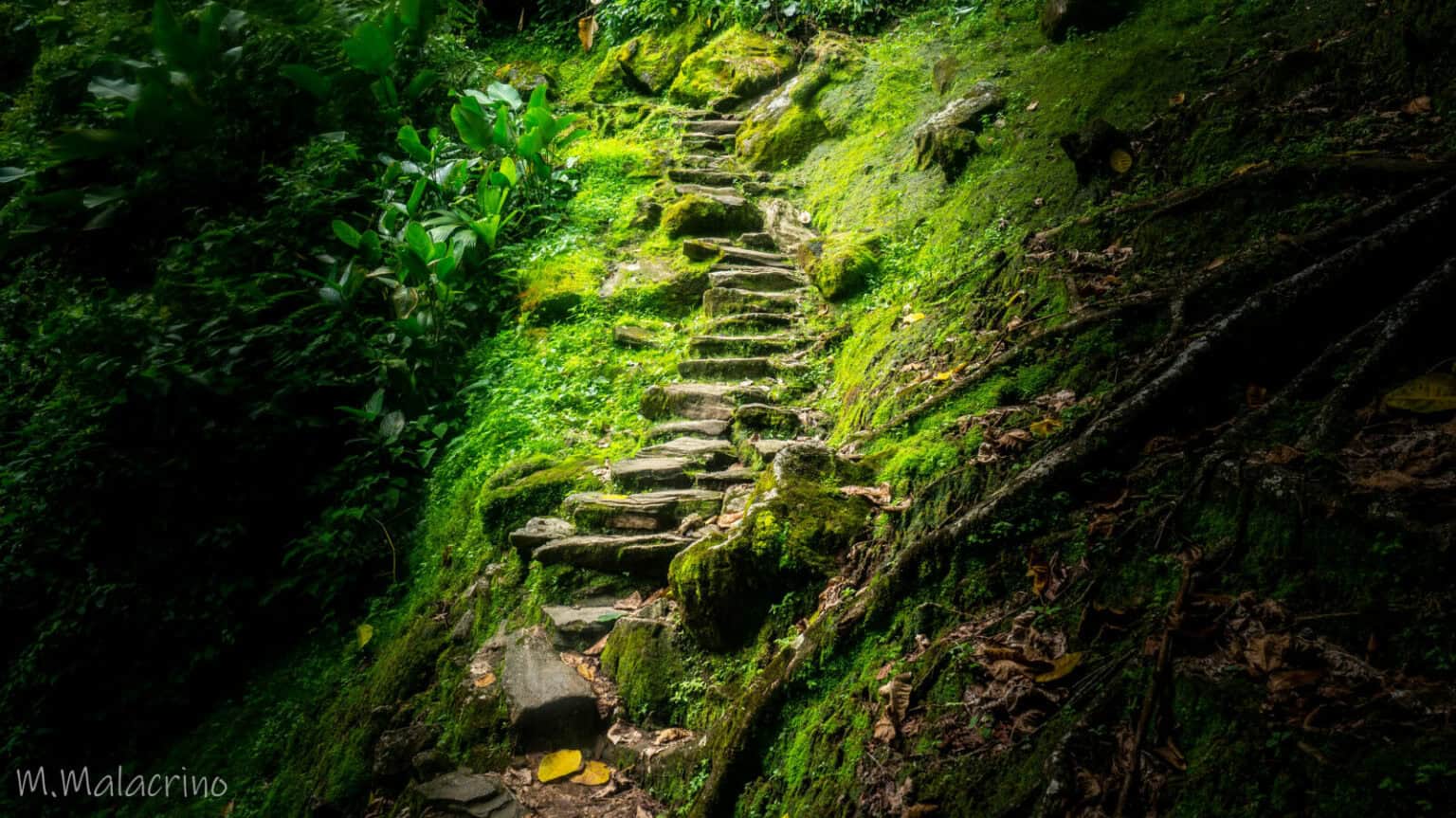 Ciudad Perdida Colombie : trek vers la cité perdue