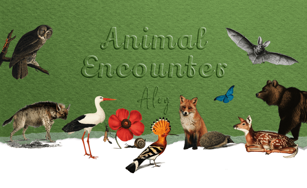 Animal Encounter