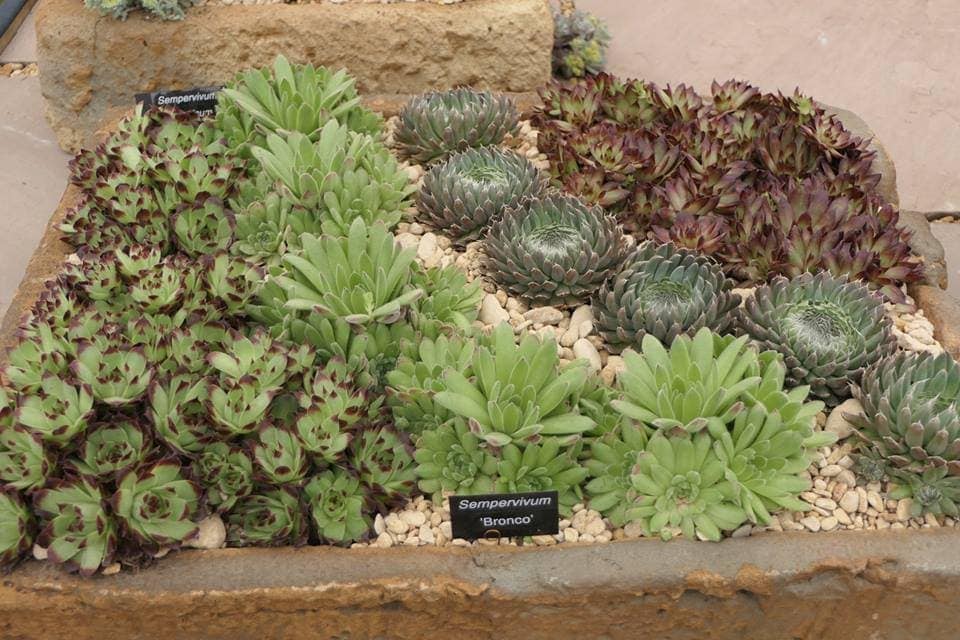 An introduction to growing alpine plants - Alpine Garden Society