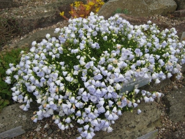 An introduction to growing alpine plants - Alpine Garden Society