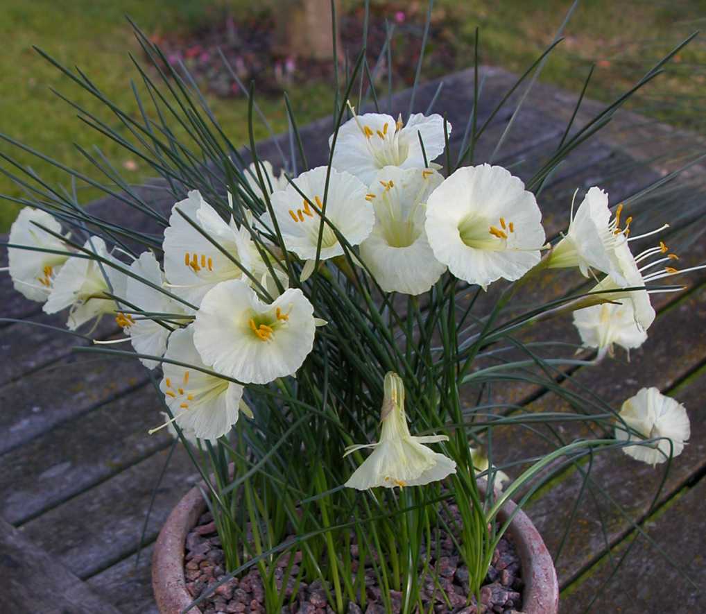 narcissus description