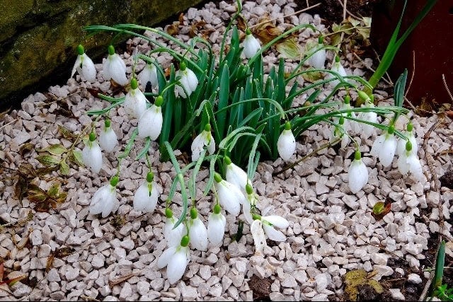 john gray snowdrops