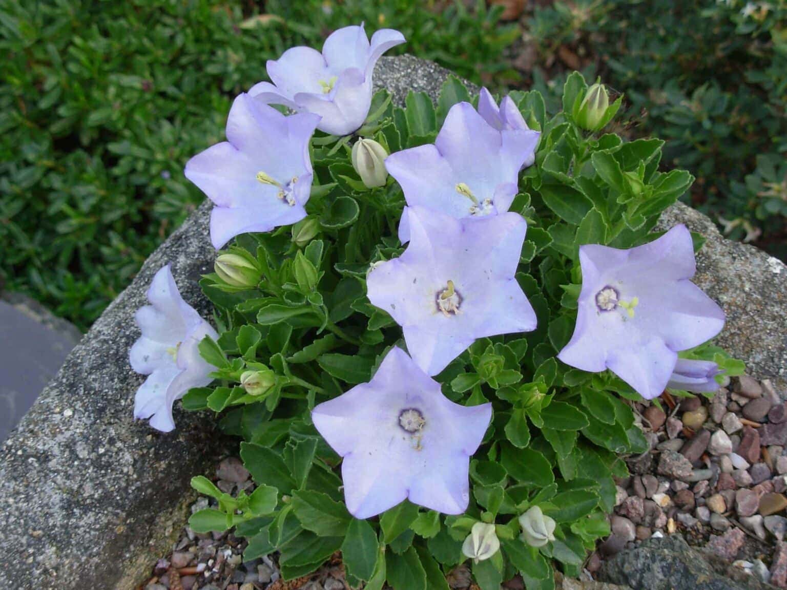Top 9 Alpines for Beginners - Alpine Garden Society