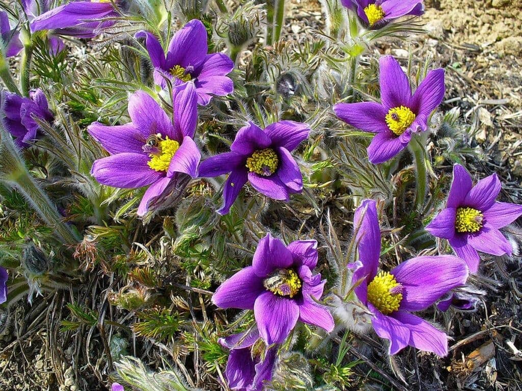 pascale flower