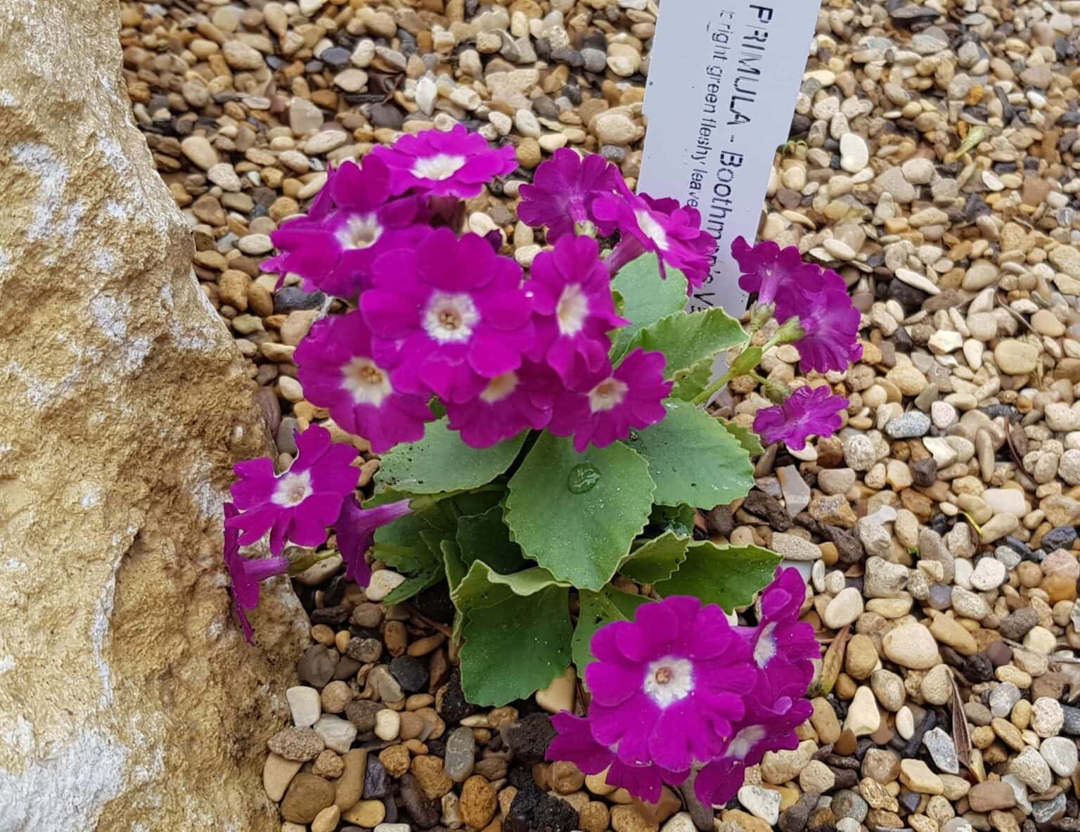 Top 9 Alpines for Beginners - Alpine Garden Society