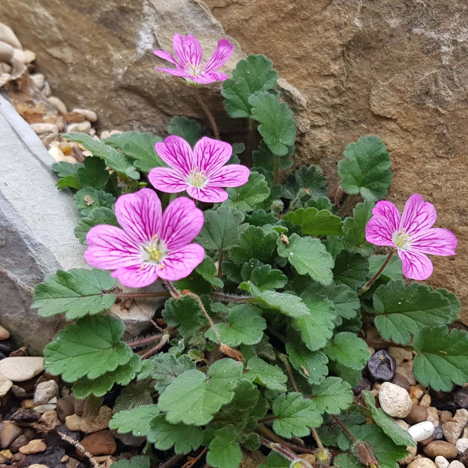 Top 9 Alpines for Beginners - Alpine Garden Society