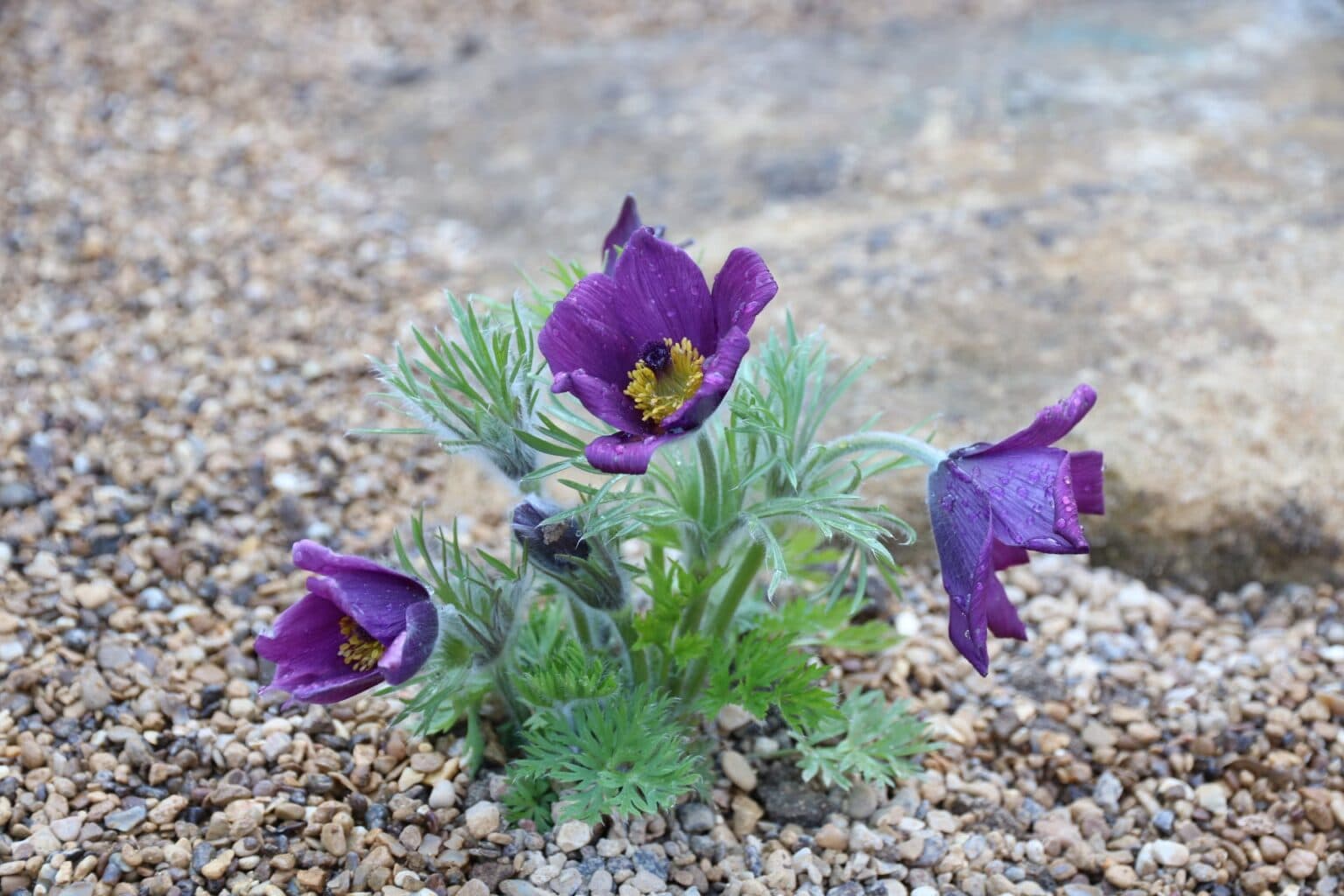 Top 9 Alpines for Beginners - Alpine Garden Society