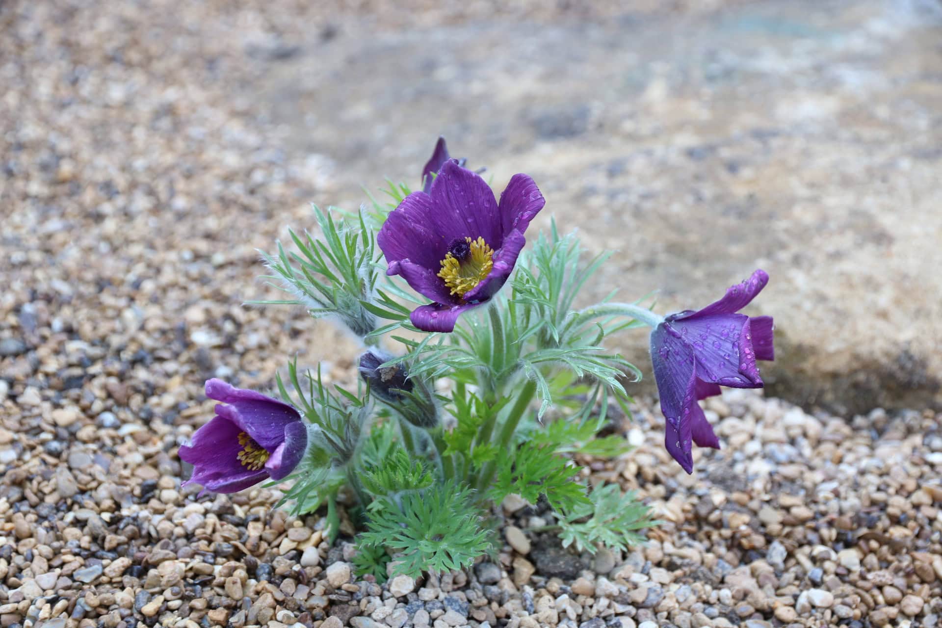 Top 9 Alpines for Beginners - Alpine Garden Society