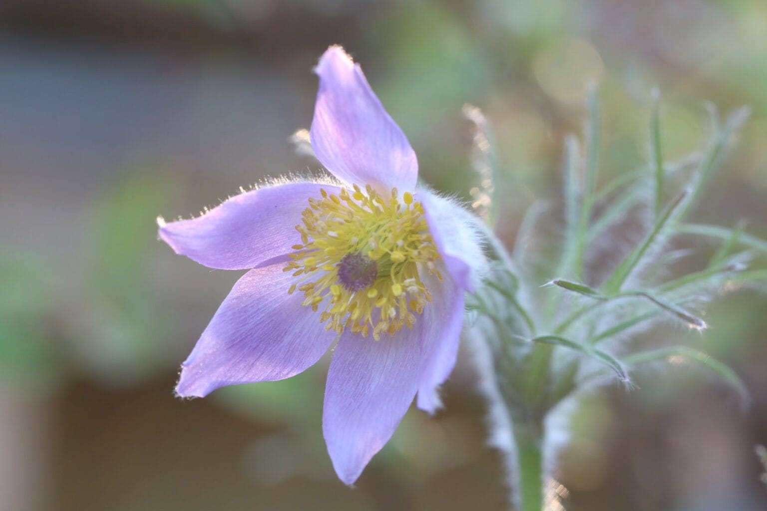 Top 9 Alpines for Beginners - Alpine Garden Society