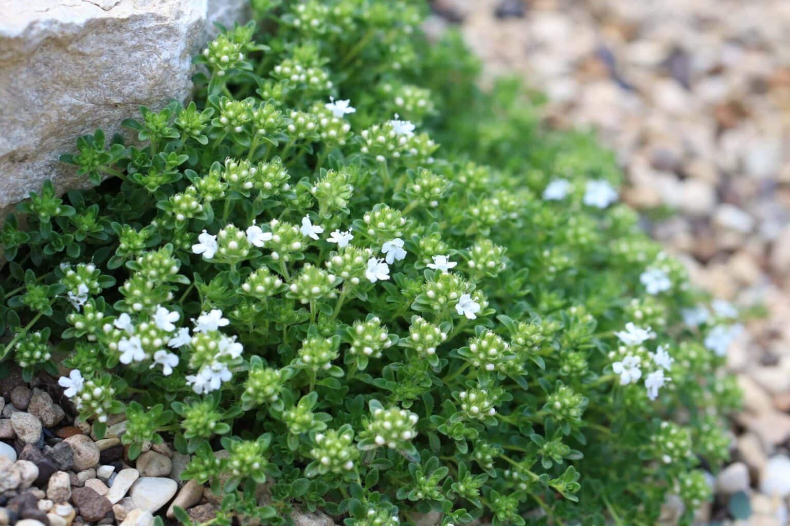 Top 9 Alpines for Beginners - Alpine Garden Society