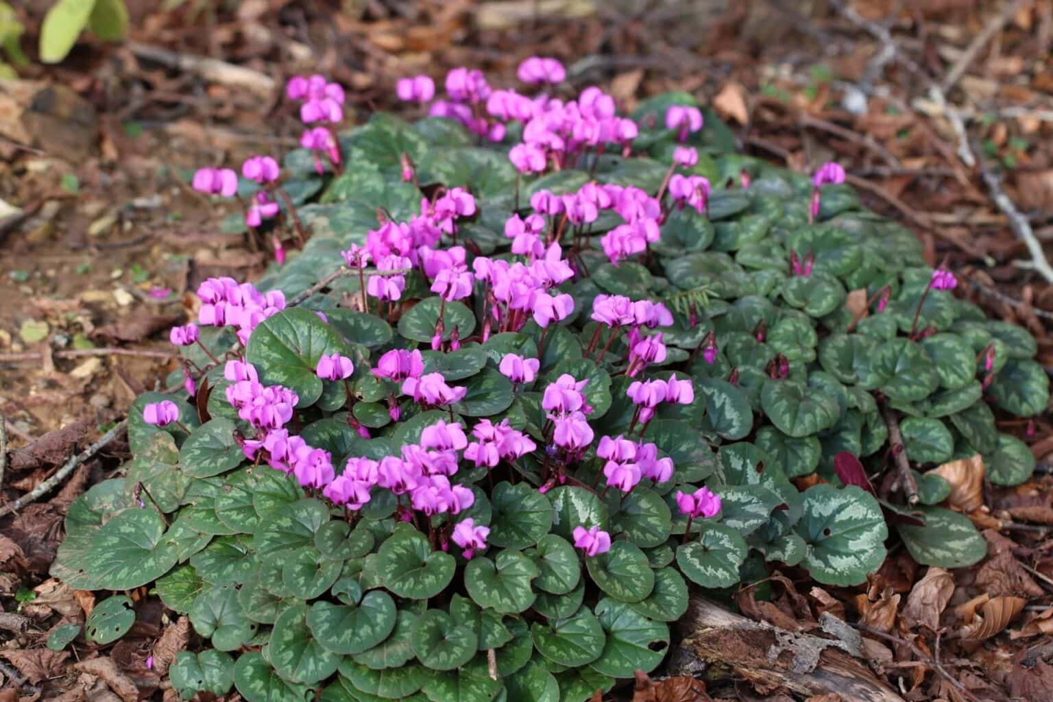 Top 9 Alpines for Beginners - Alpine Garden Society